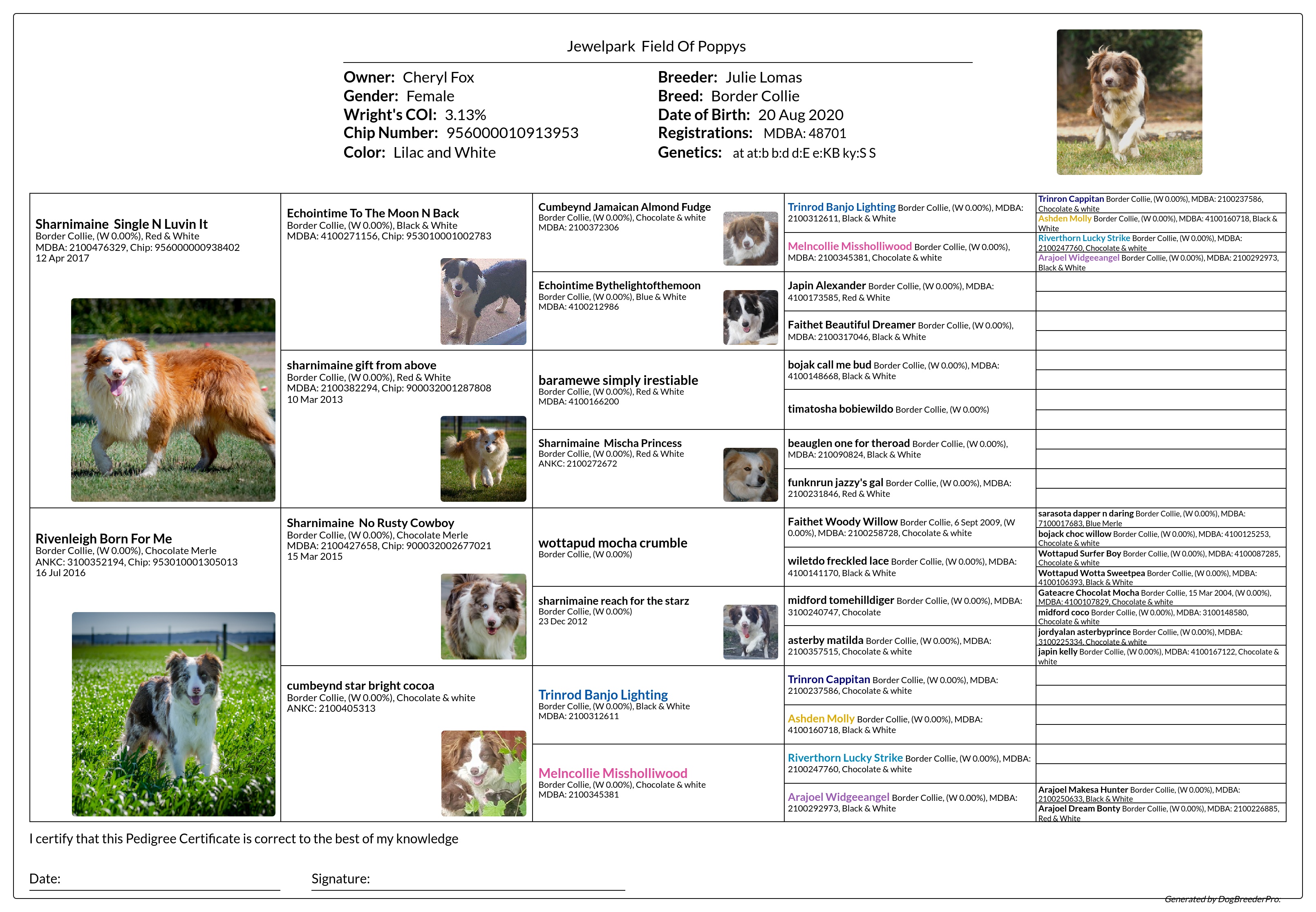 Adopt An Adult Dog | JewelPark BC